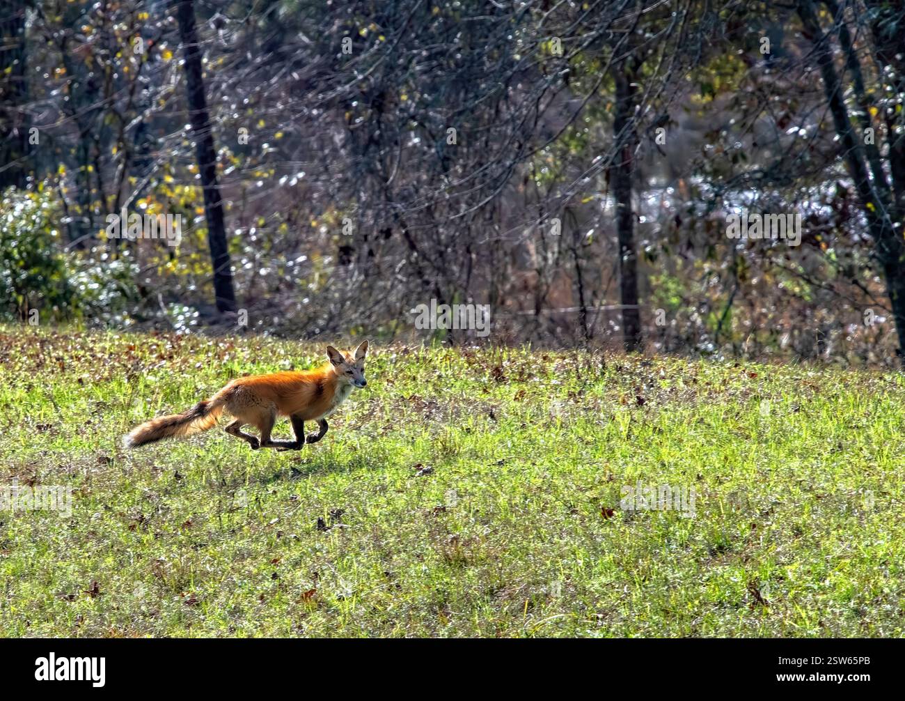 The red fox (Vulpes vulpes) is a naturalized species in Florida ...