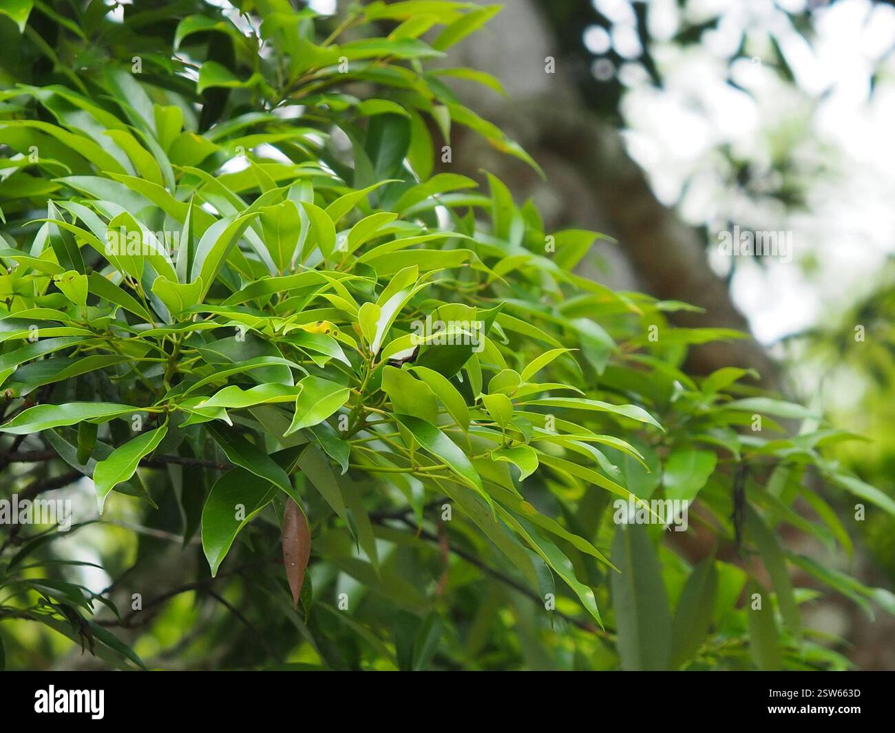 Red Machilus (Machilus thunbergii), Plantae, 台灣新北市 Stock Photo - Alamy