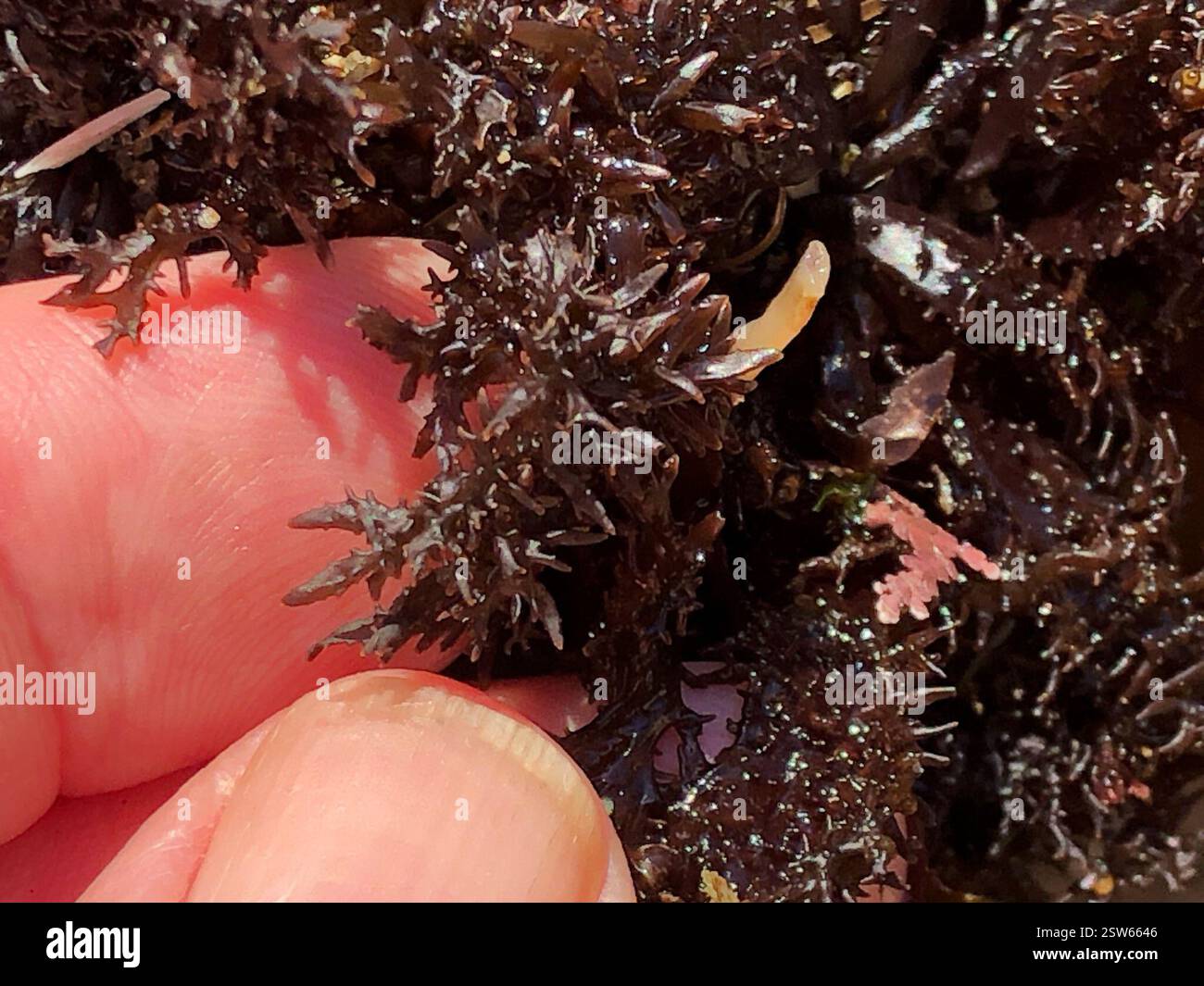 encrusting red algae (Mastocarpus), Plantae, Santa Cruz, California ...