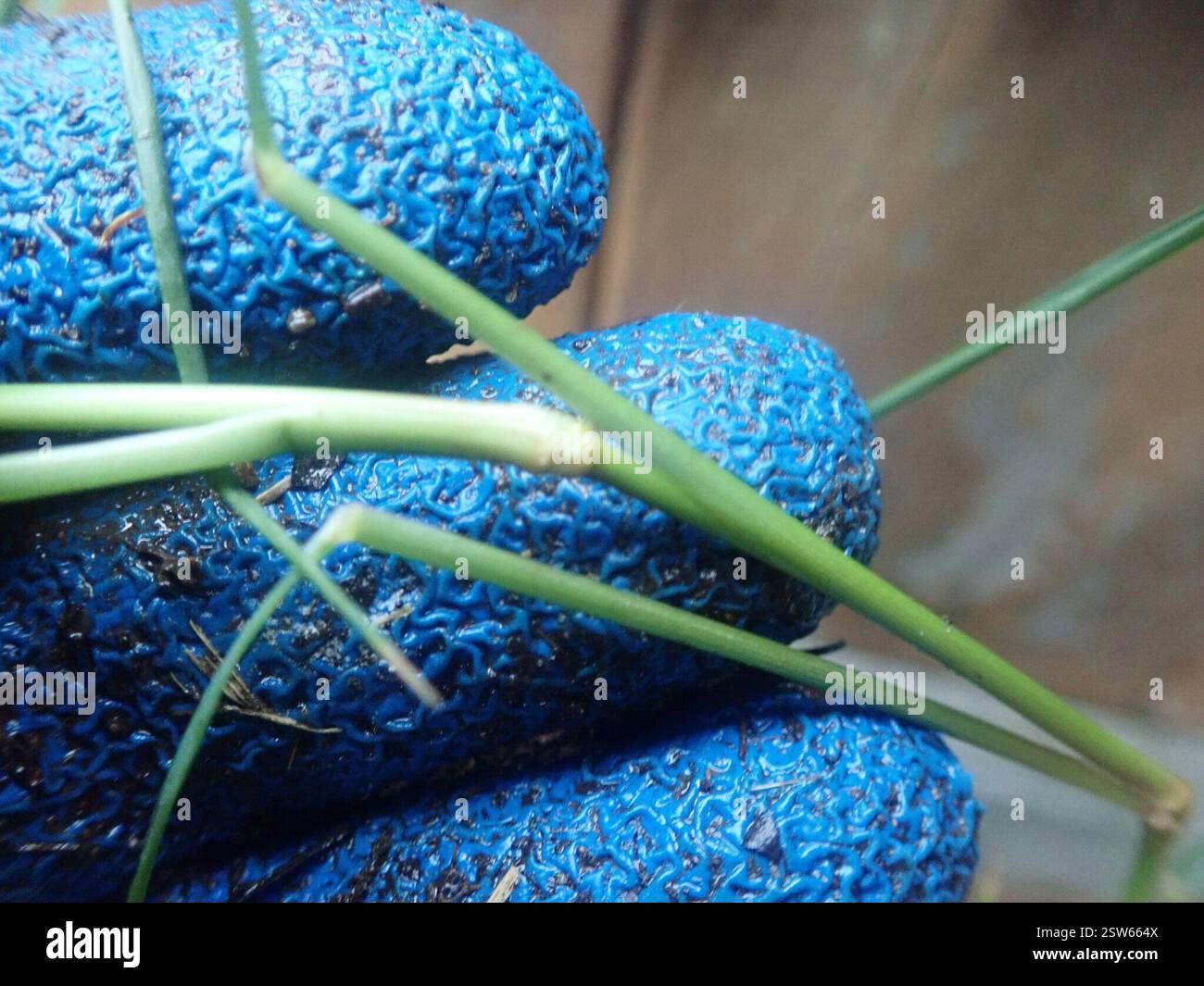 Bermuda grass (Cynodon dactylon), Plantae, Greenhithe, North Auckland ...