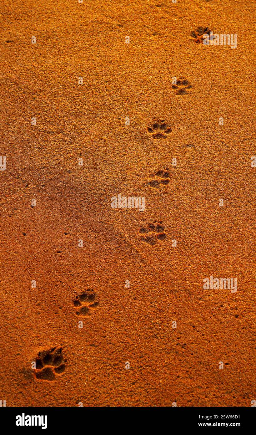 Dog footprints in sand. Multiple dog paw prints in sand on a beach ...
