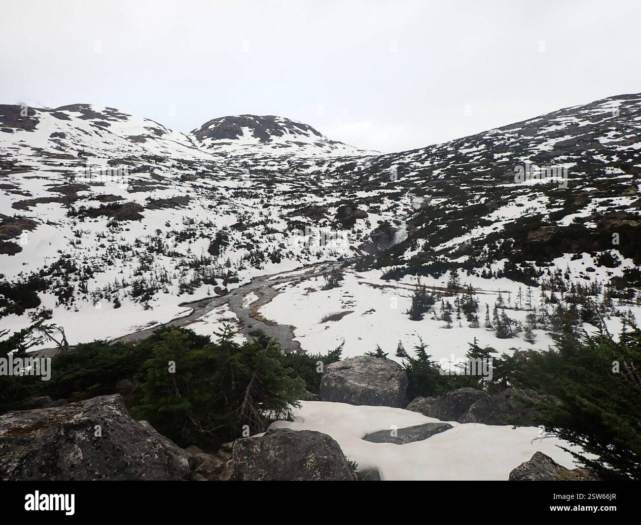 Black Rock Moss (Andreaea rupestris), Plantae, Stikine Region, BC ...
