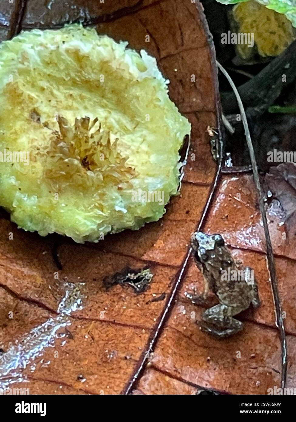 Montserrat Whistling Frog (Eleutherodactylus montserratae), Amphibia ...