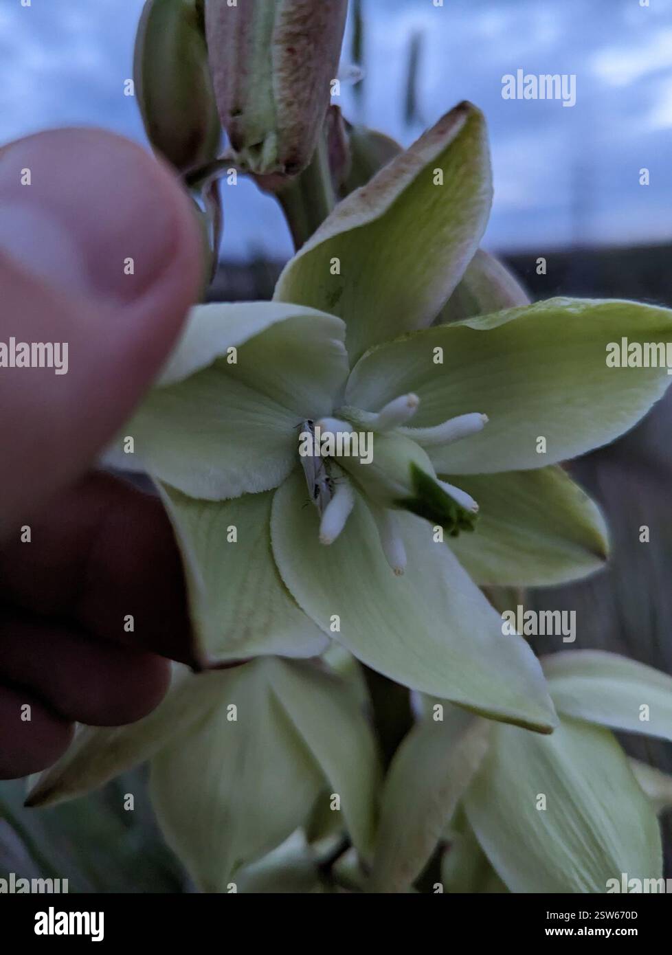 Eastern Yucca Moth (Tegeticula yuccasella), Insecta, Heights, Billings ...