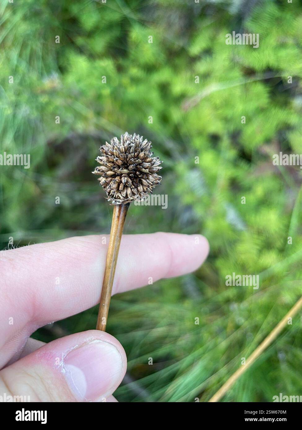 Button Grass (Gymnoschoenus sphaerocephalus), Plantae, Wilsons ...