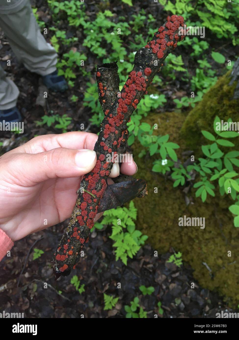 Red Tree Brain Fungus (Peniophora rufa), Fungi, Eagle River, Anchorage ...