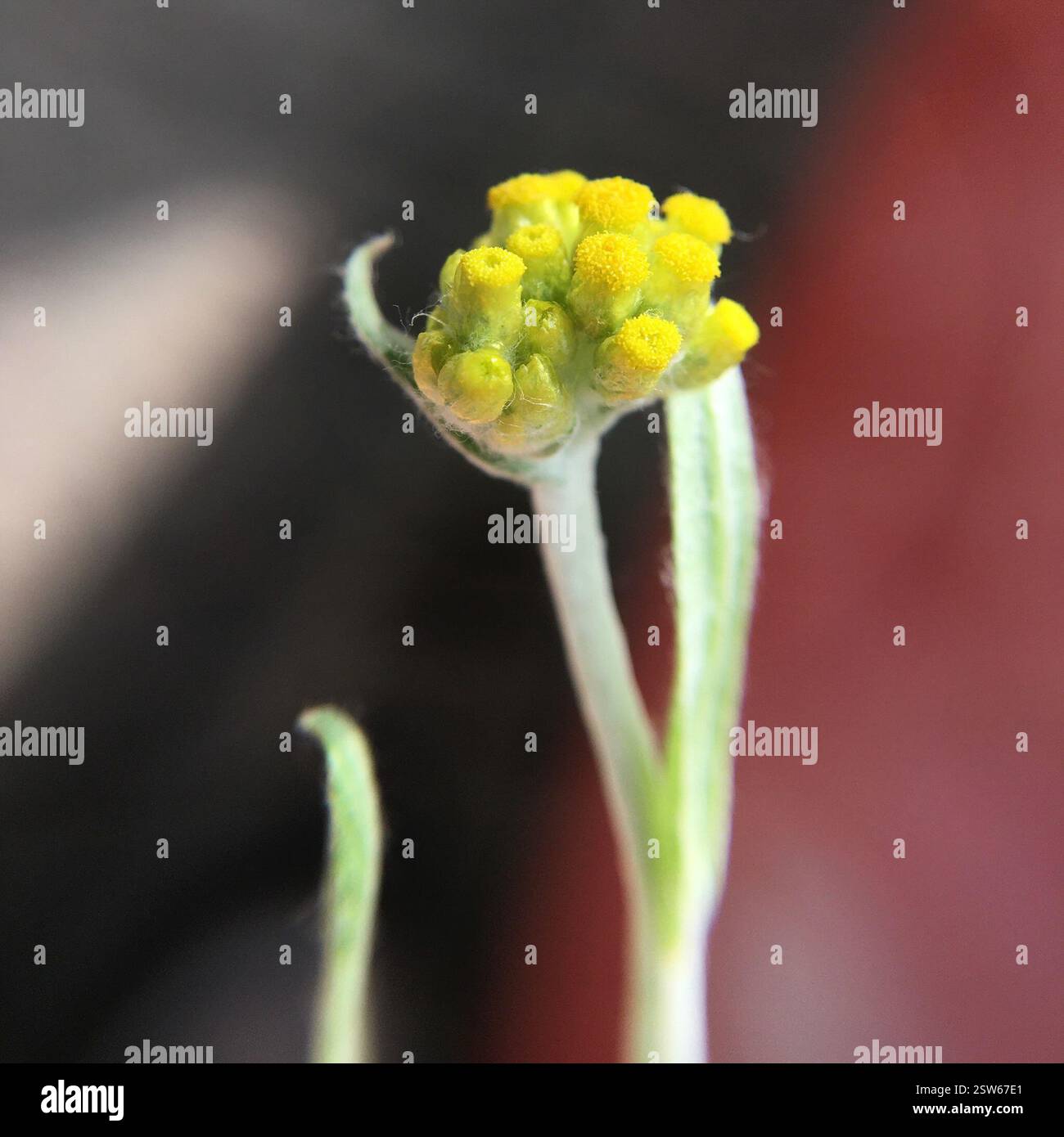 Cotton Weed (Pseudognaphalium affine), Plantae, 大连路, 上海市, CN, Shanghai ...