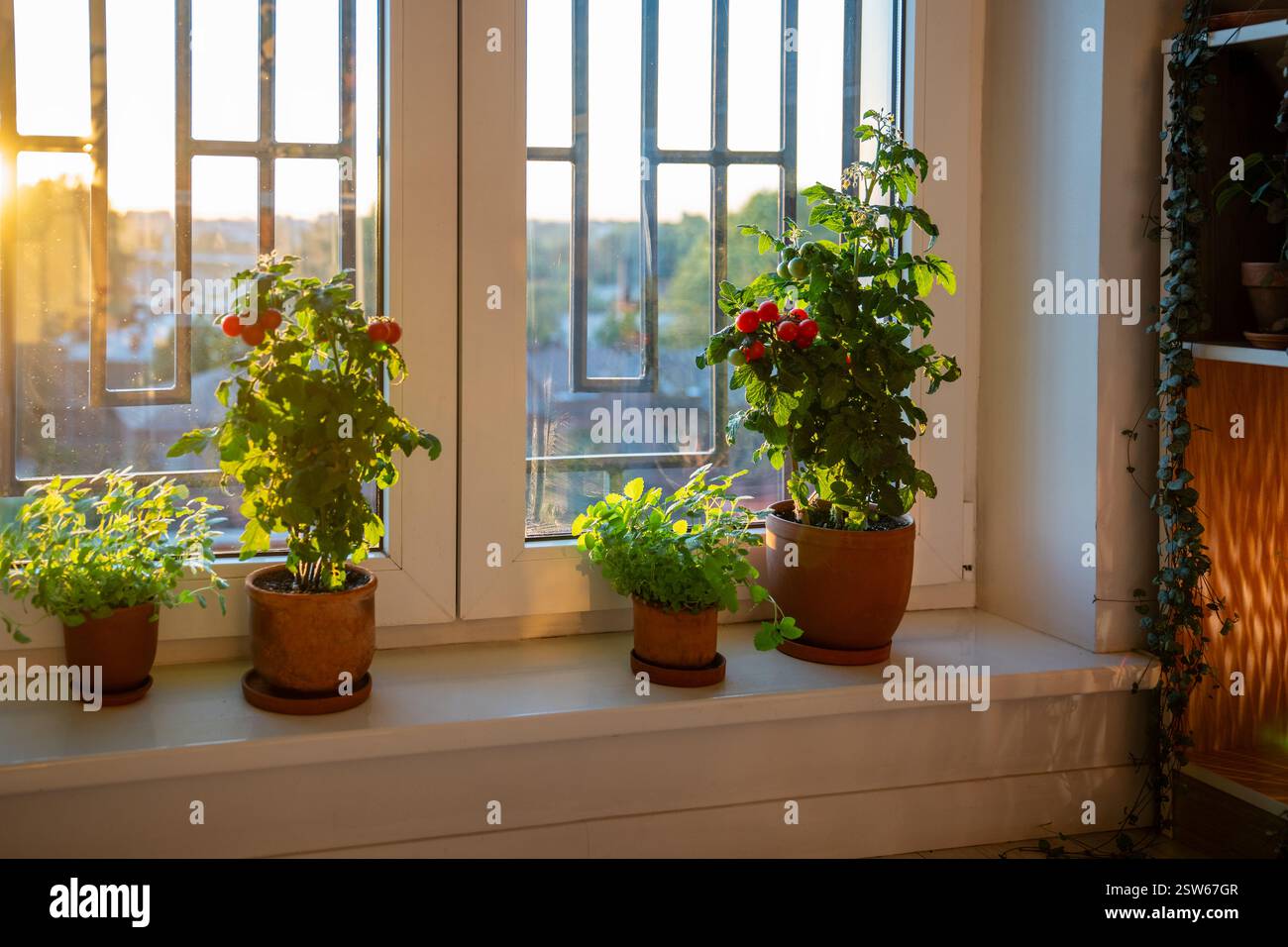 Homegrown small bush of balcony cherry red tomato in ceramic pots growing on windowsill at home ...
