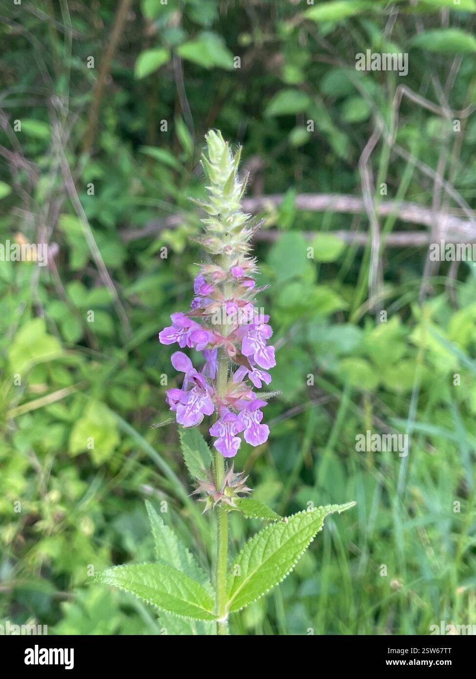 marsh hedge nettle (Stachys hispida), Plantae, Gettysburg, PA, US Stock ...