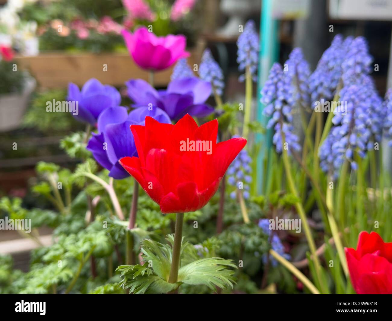 Colorful blossoms in shades of red, purple, and blue create a lively ...
