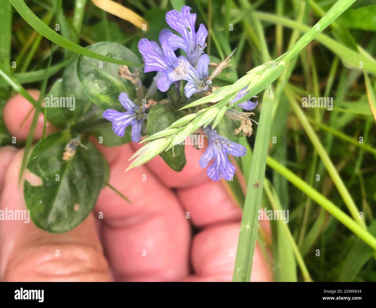 carpet bugle (Ajuga reptans), Plantae, Hopton Wafers CP, Kidderminster ...