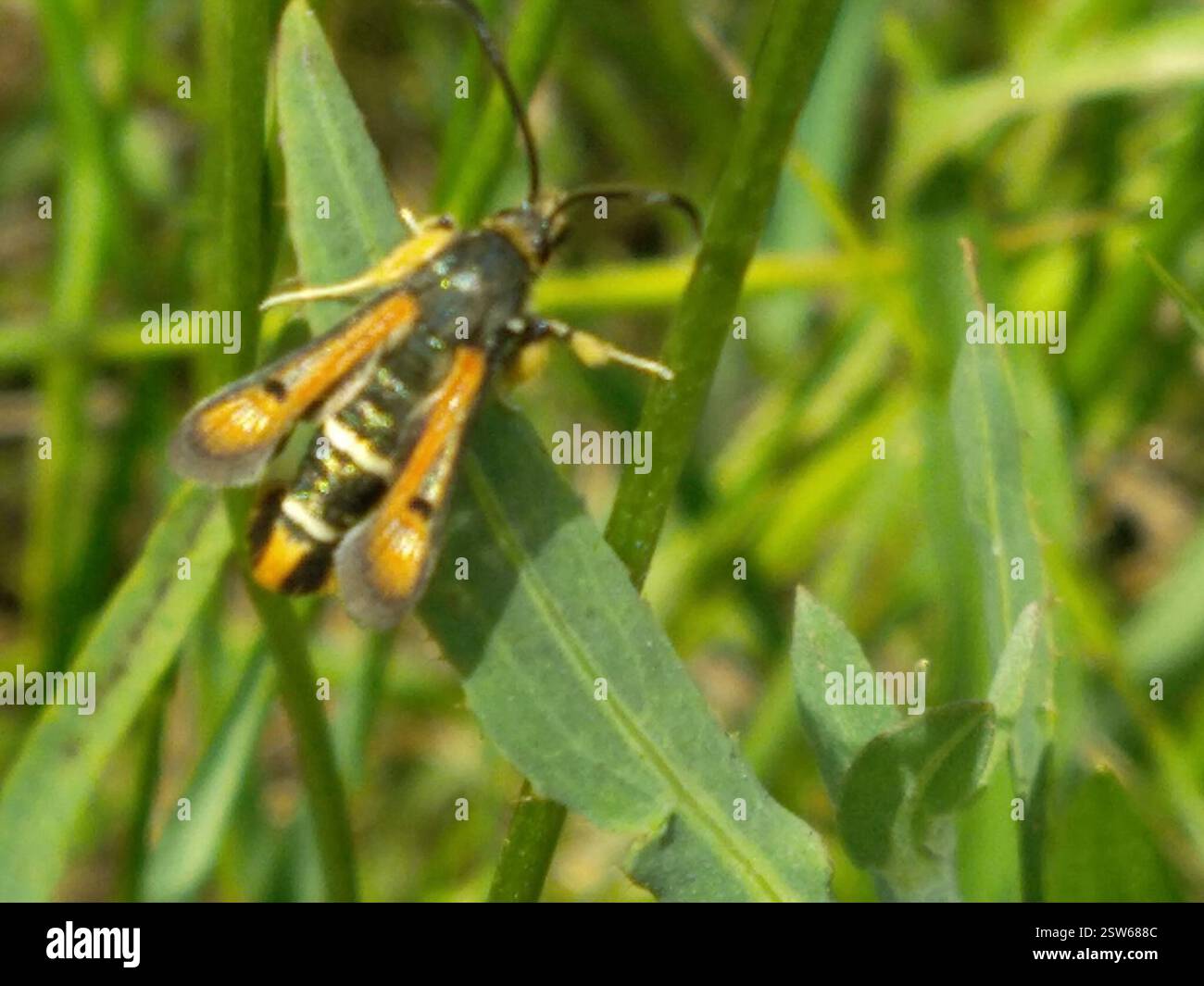 Fiery Clearwing (Pyropteron chrysidiforme), Insecta, Saint-André-de ...