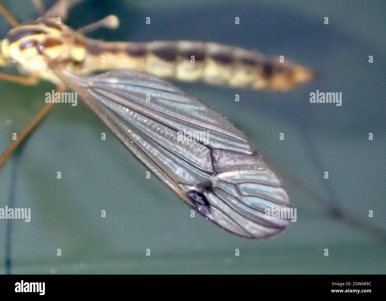 four-spotted cranefly (Nephrotoma quadrifaria), Insecta, Graafland ...
