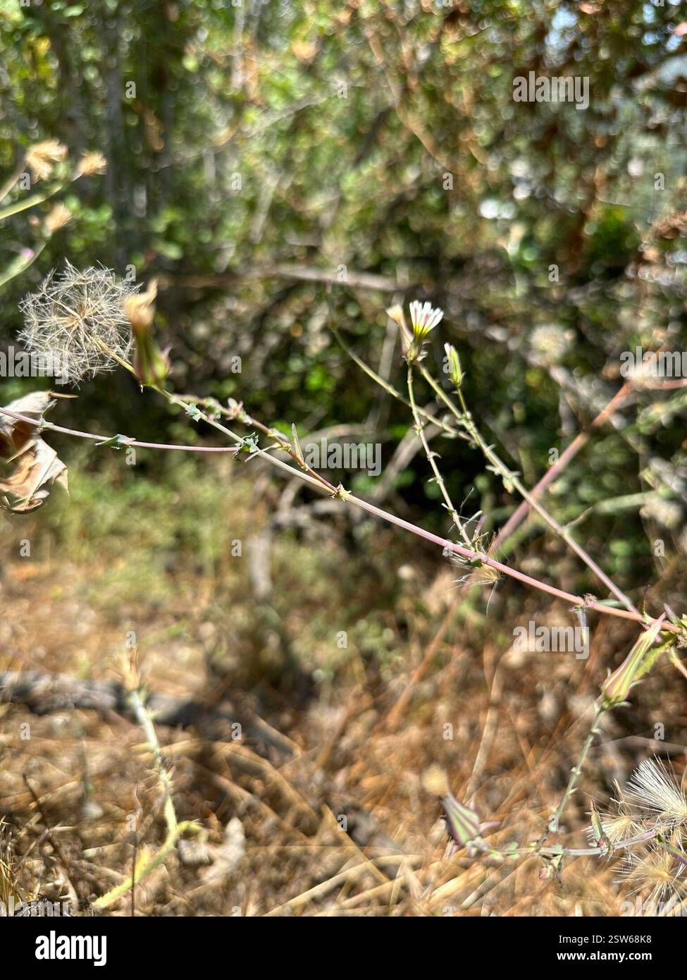 California chicory (Rafinesquia californica), Plantae, Bel Air, Los ...