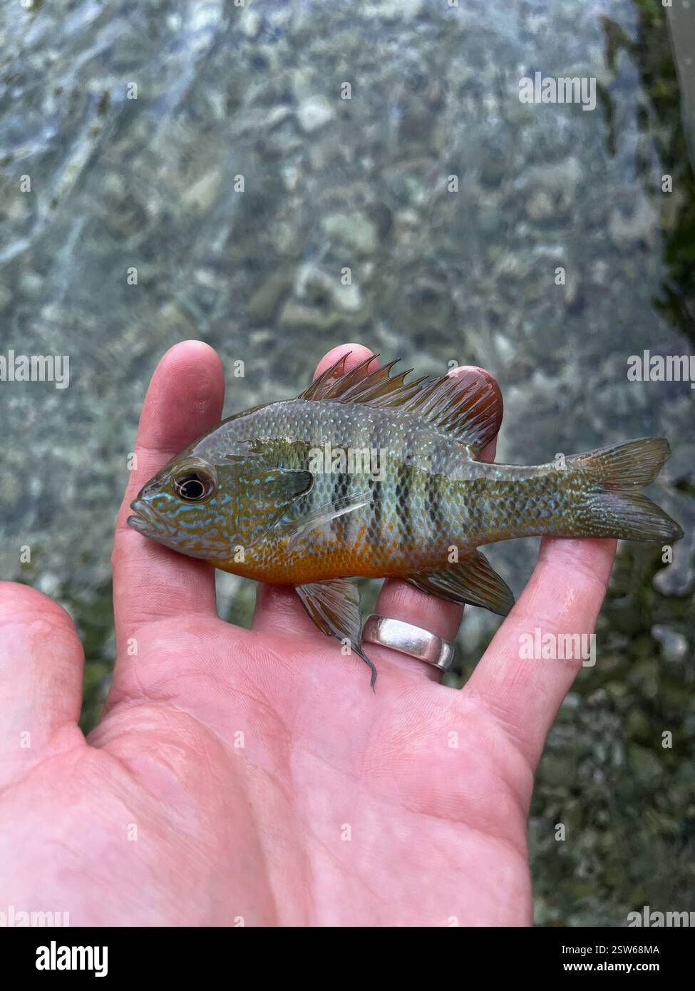 Plains Longear Sunfish (Lepomis aquilensis), Actinopterygii, Nueces ...