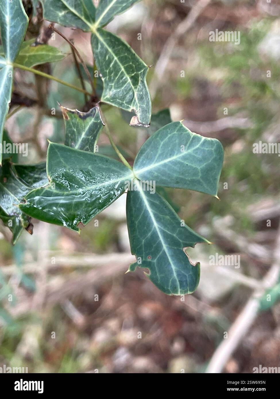 Agarita (Berberis trifoliolata), Plantae, Blue Hole Regional Park ...