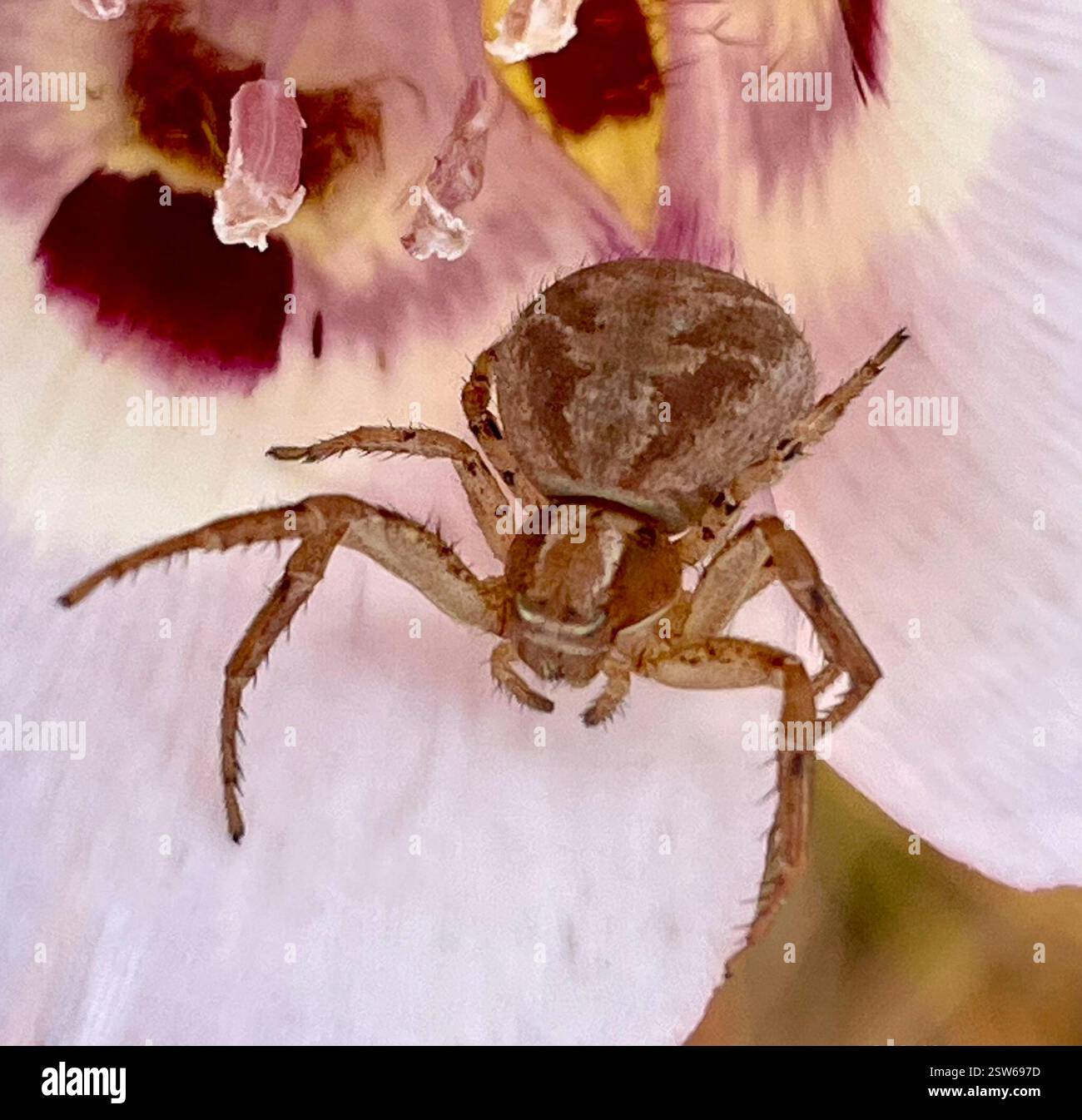 Ground Crab Spiders (Xysticus), Arachnida, Fort Ord National Monument ...