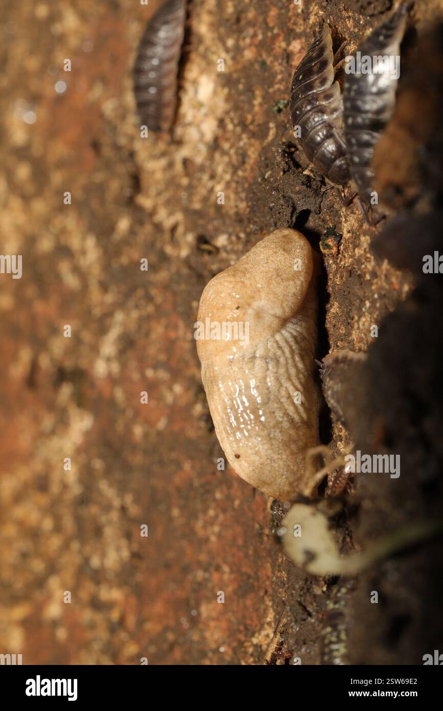 Milky Slug (Deroceras reticulatum), Mollusca, Mill Lane Wood, Mill Lane ...