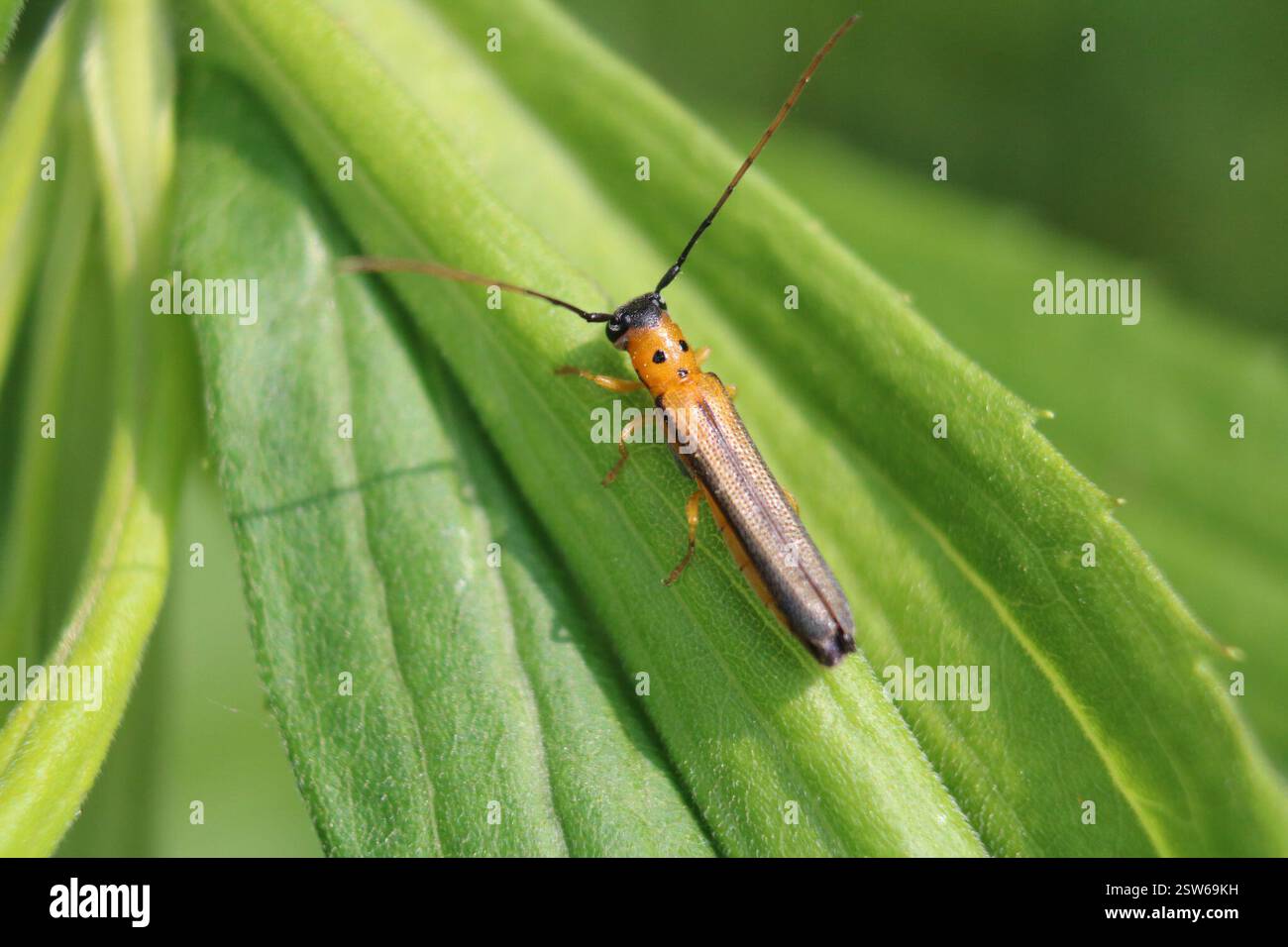 Oberea praelonga hi-res stock photography and images - Alamy