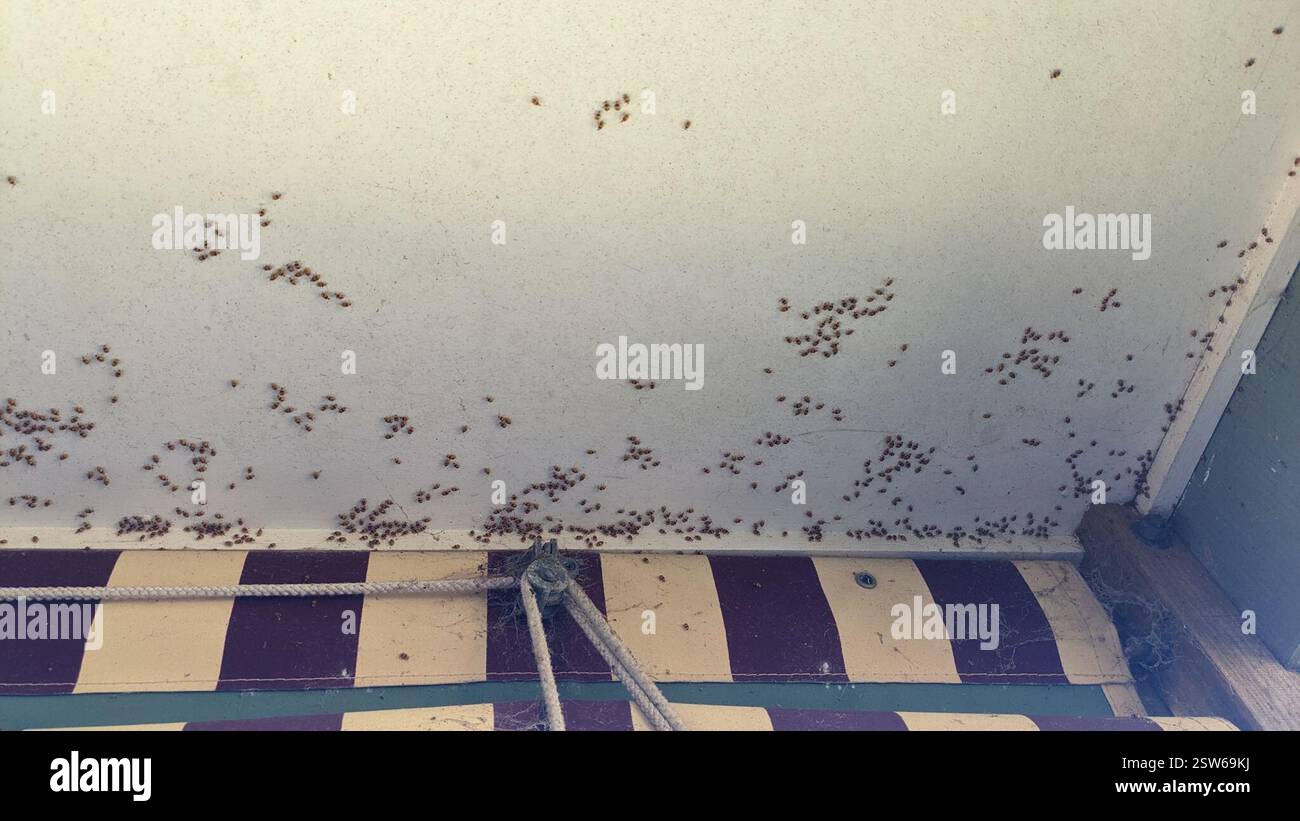 Red-shouldered Leaf Beetle (Monolepta australis), Insecta, New South ...