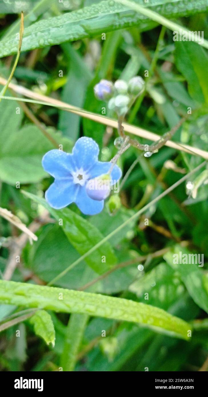 (Omphalodes nitida), Plantae, 27328 Folgoso do Caurel, Lugo, España ...