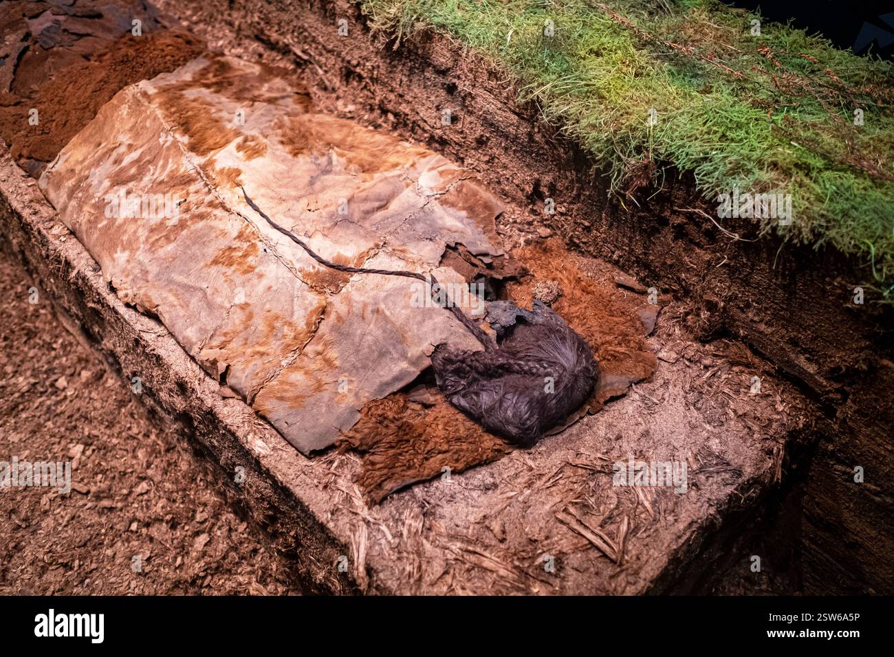 The remains of Elling Woman, an Iron Age bog body preserved at the ...