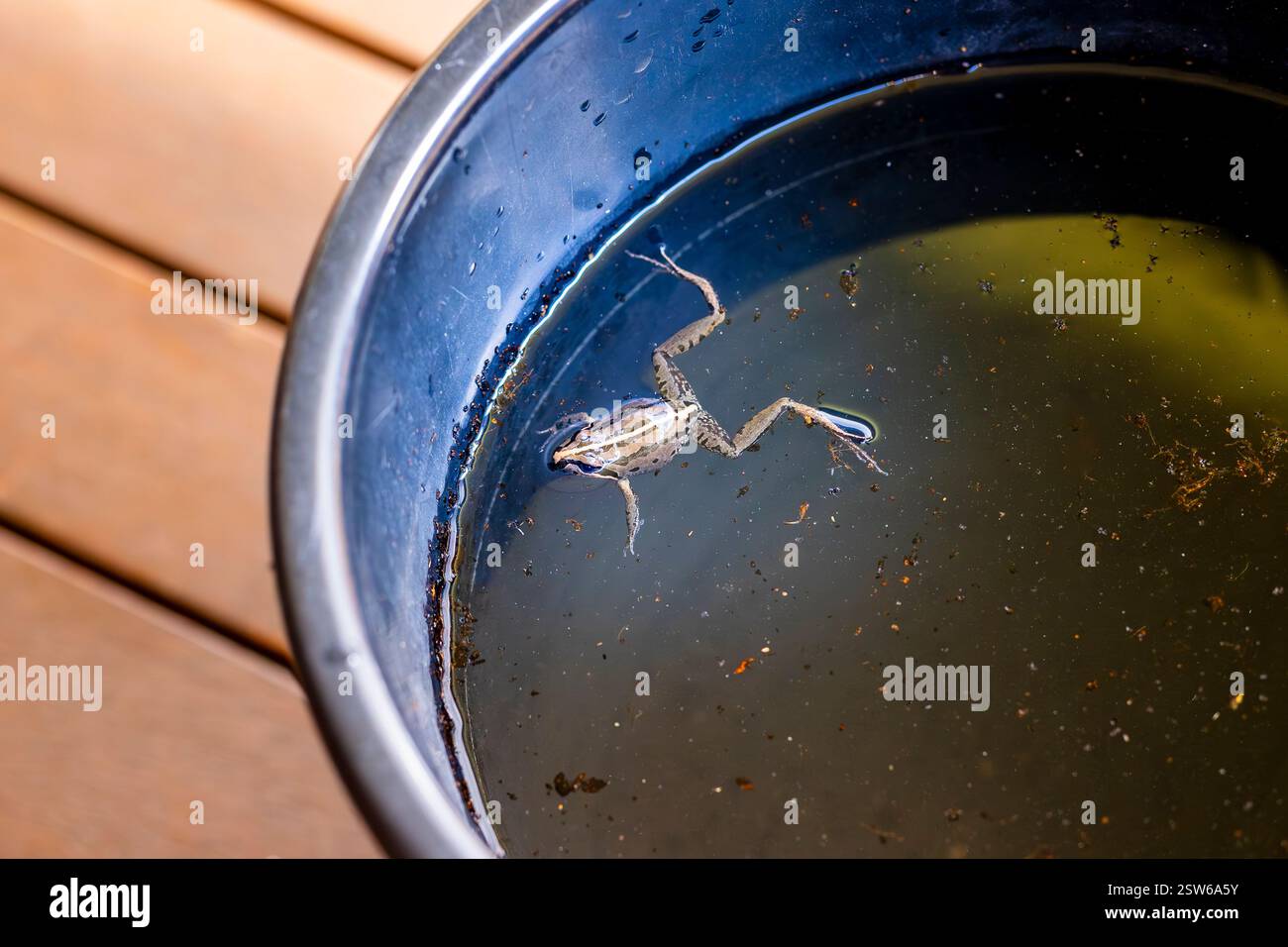 Photograph of a small frog floating on the surface inside a bucket of ...