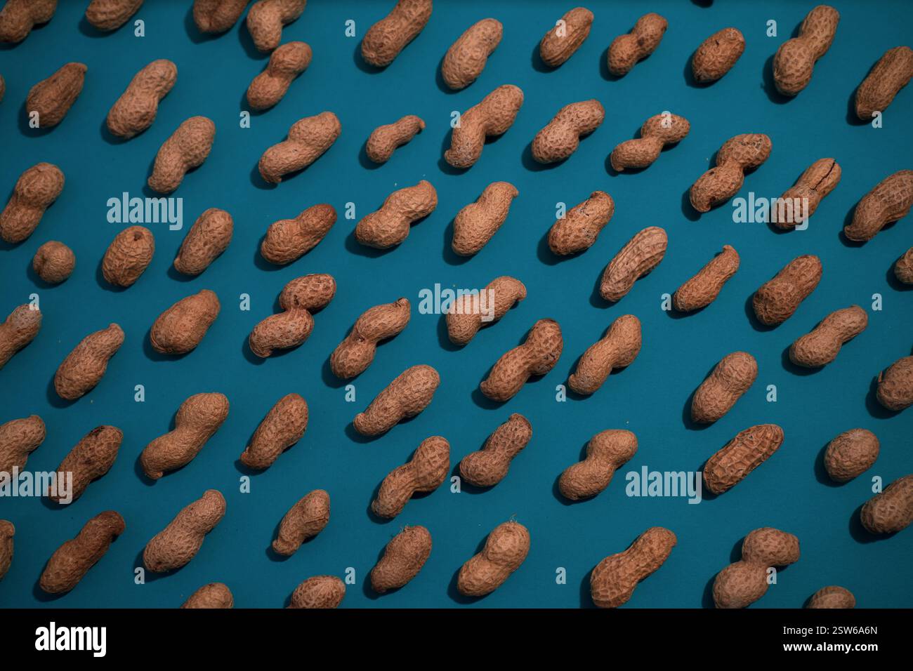Top view of fresh peanuts in shells forming seamless pattern on blue ...