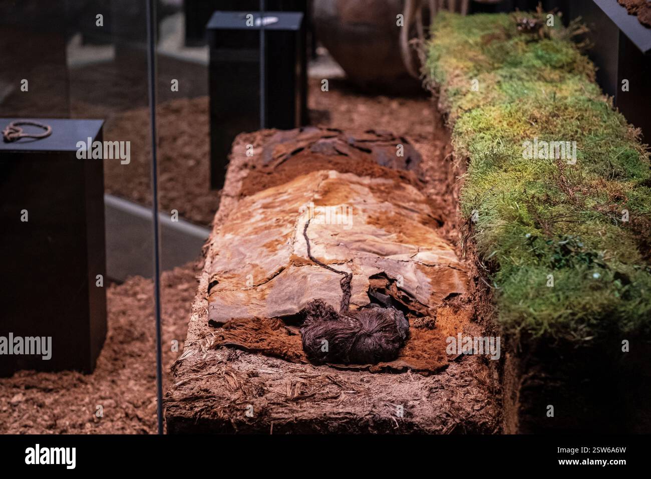 The remains of Elling Woman, an Iron Age bog body preserved at the ...