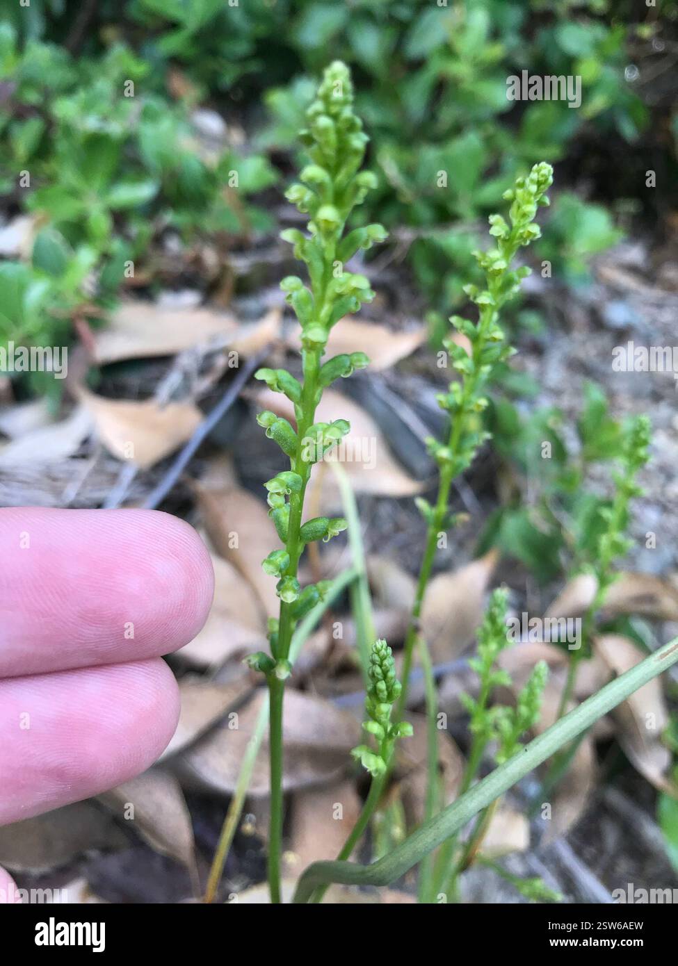 common onion-orchid (Microtis unifolia), Plantae, Kamikoshikicho Segami ...