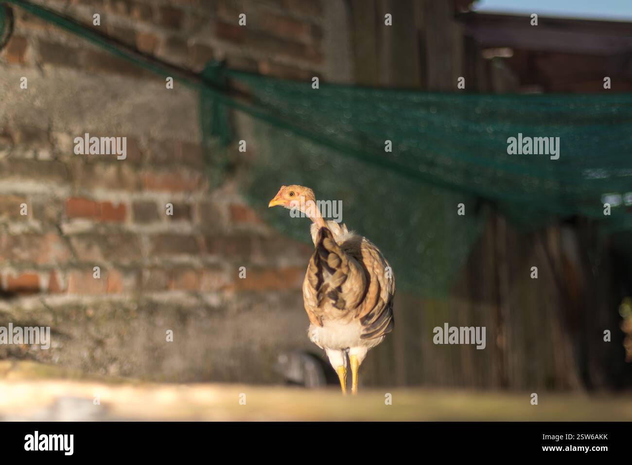 A group of free range chickens roaming and pecking at the ground on a ...