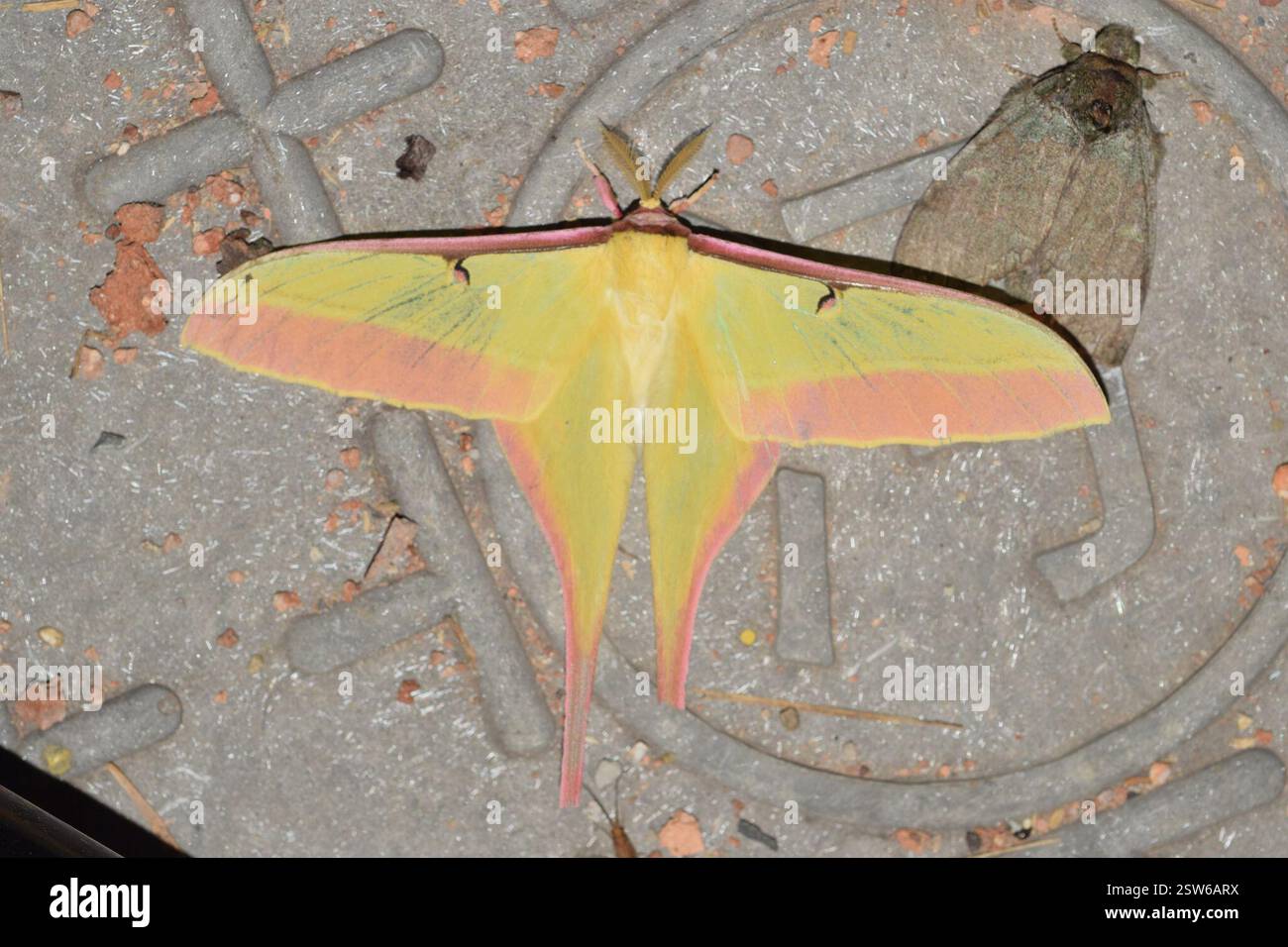 Chinese Moon Moth (Actias dubernardi), Insecta, 中国浙江省杭州市临安区 Stock Photo ...