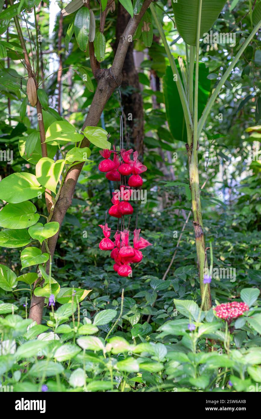 Pink bags with pheromones and sweets to attract butterflies in a garden ...