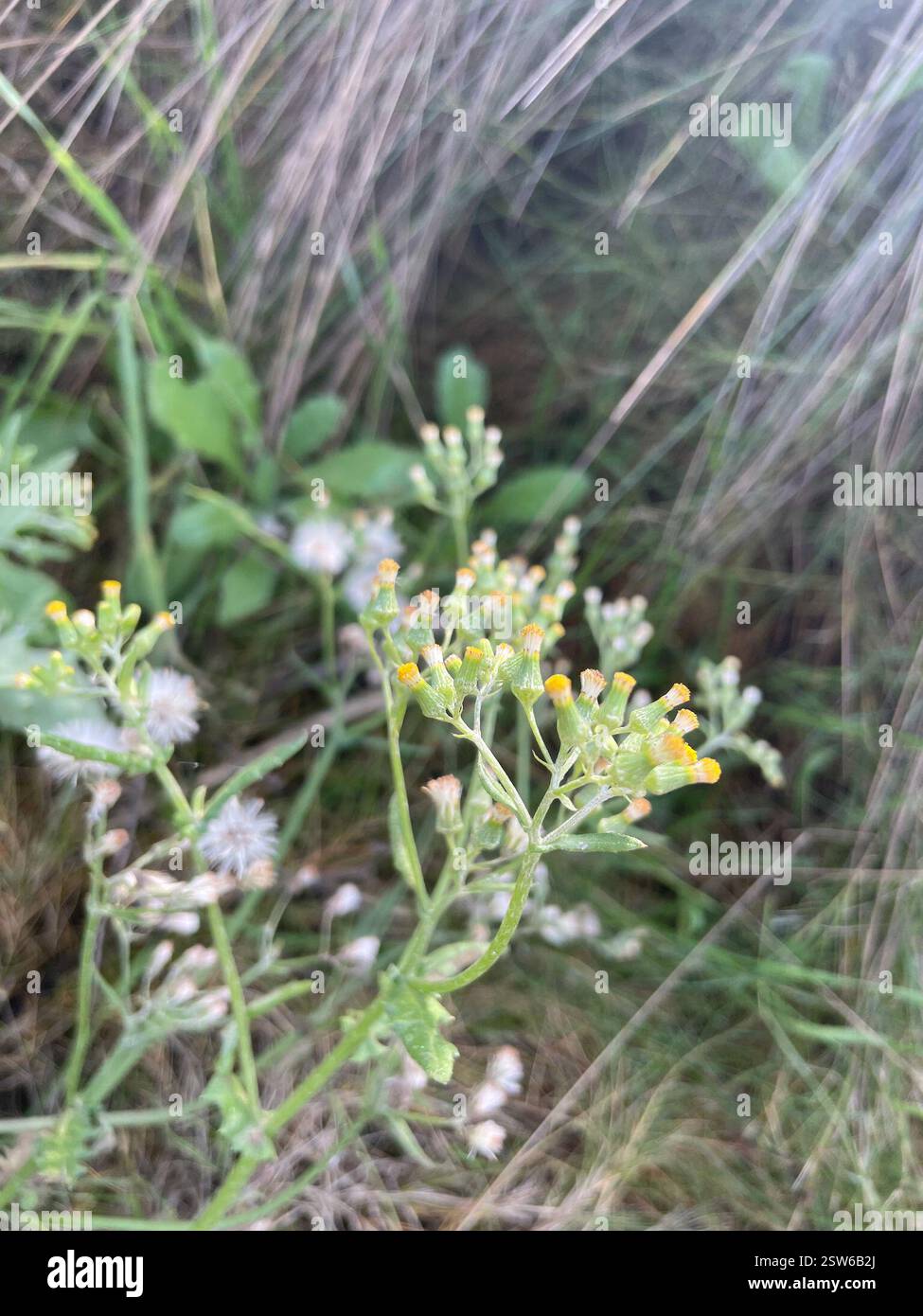 Cutleaf burnweed (Senecio glomeratus), Plantae, Churchill Island ...