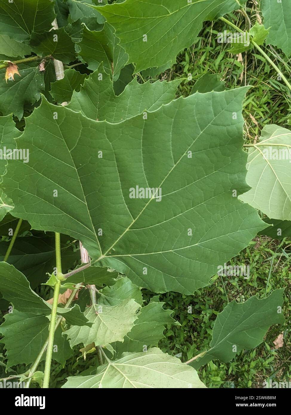 American sycamore (Platanus occidentalis), Plantae, Mcintire park ...