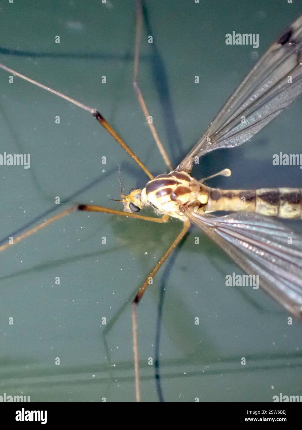 four-spotted cranefly (Nephrotoma quadrifaria), Insecta, Graafland ...