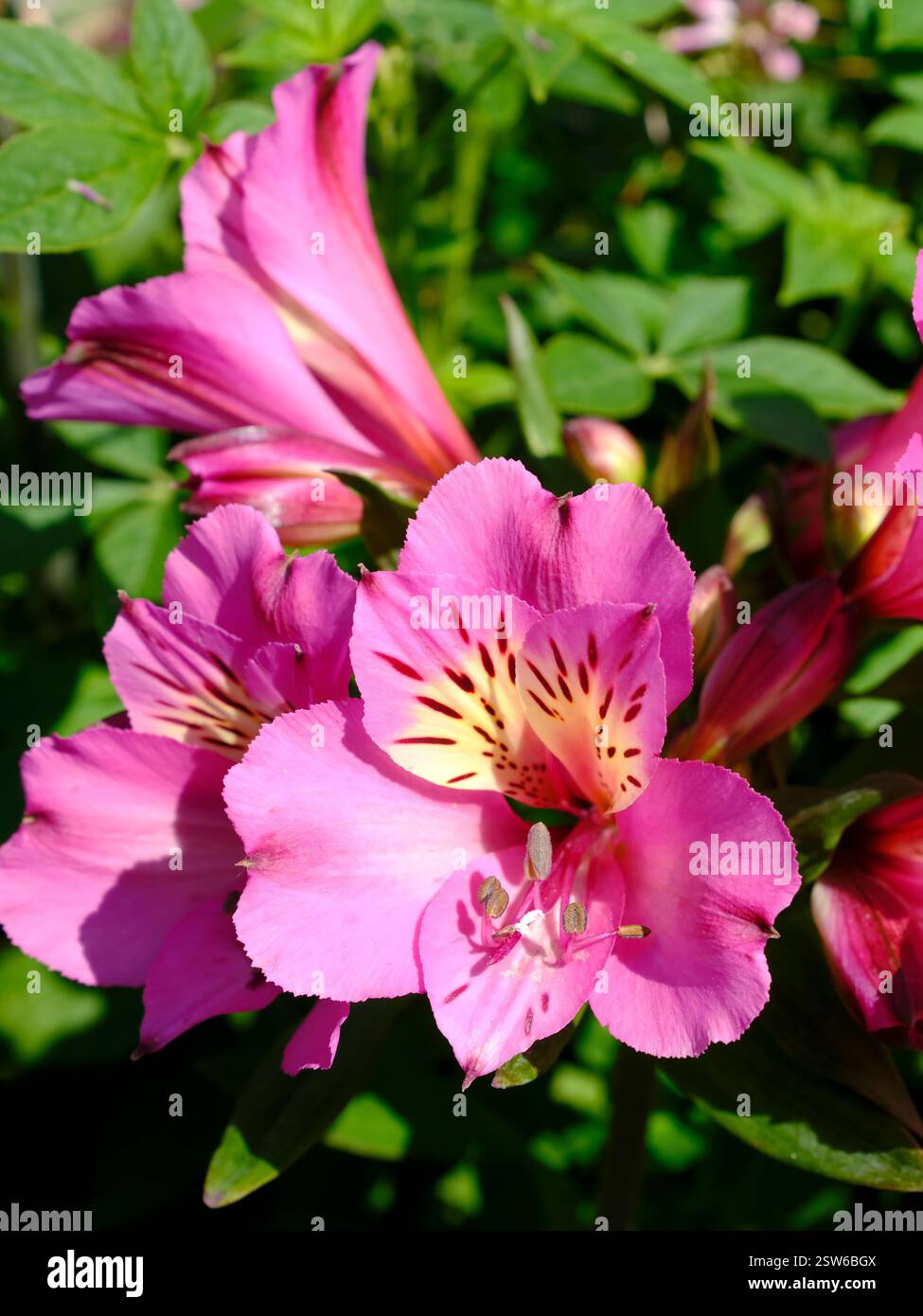 Peruvian lily in macro hi-res stock photography and images - Alamy