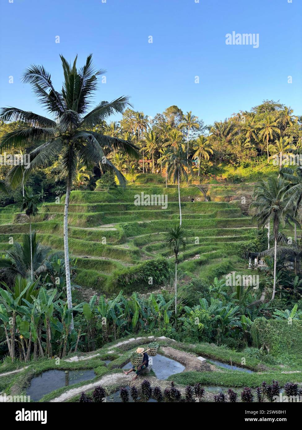 Breathtaking Tegalalang Rice Terrace in Ubud Bali: A Must-See Landscape ...