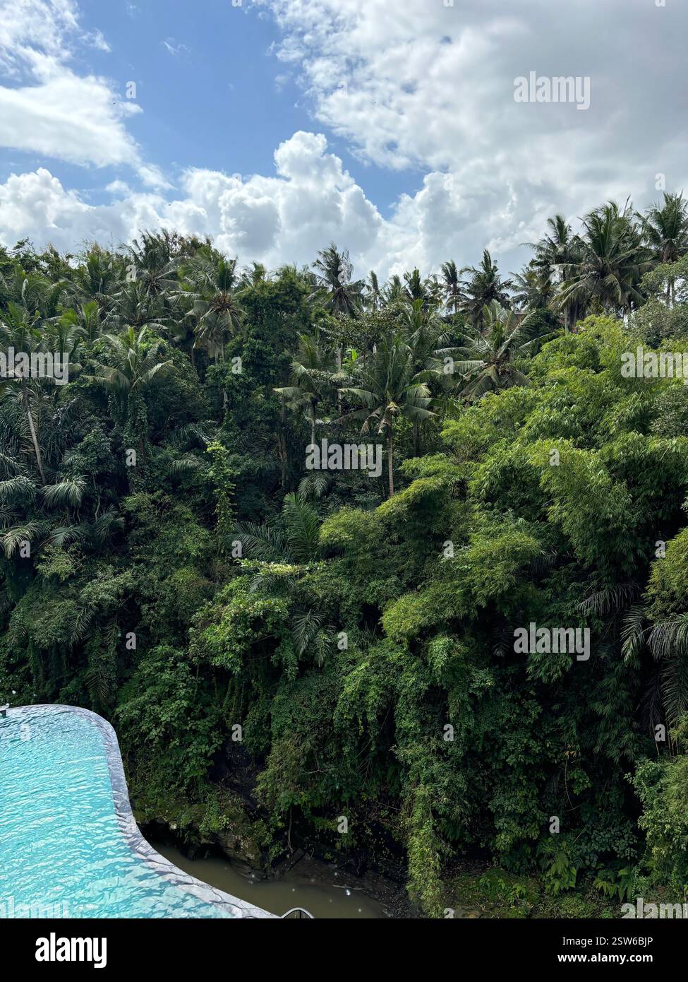 Tlaga Singha Day Club Ubud: Infinity Pool with a Jungle and Palm View ...