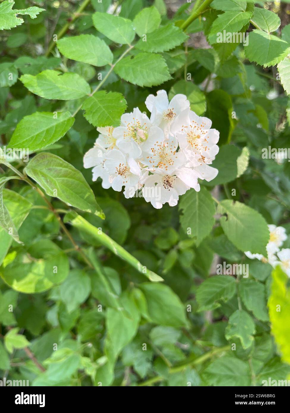 multiflora rose (Rosa multiflora), Plantae, Port Burwell Provincial ...