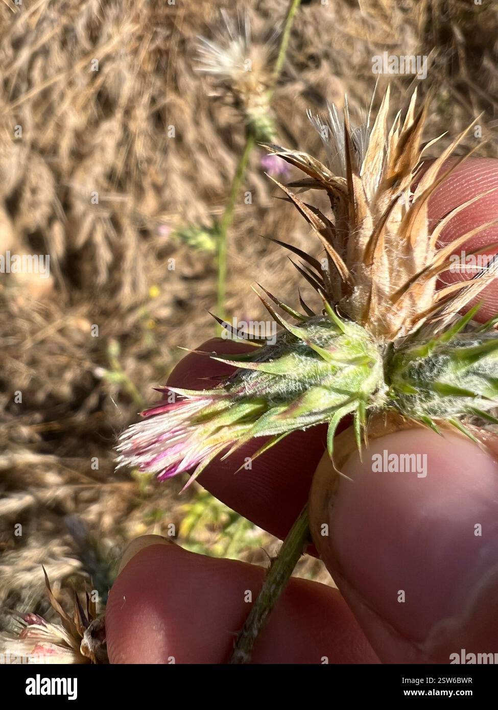 Italian thistle (Carduus pycnocephalus), Plantae, Yorba Linda, CA, USA ...