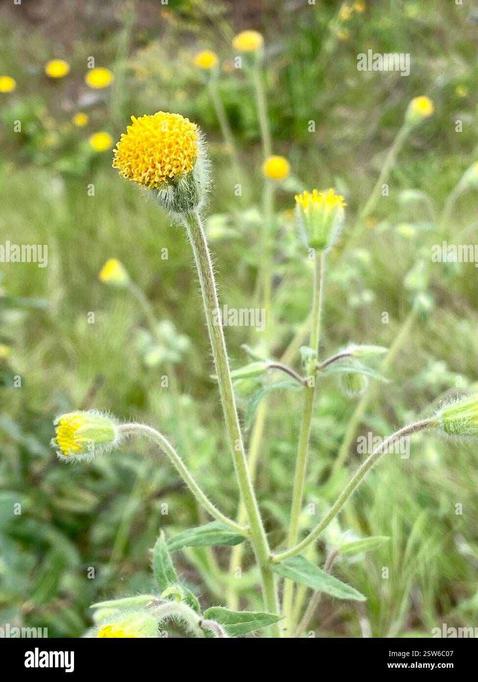 rayless arnica (Arnica discoidea), Plantae, S F B Morse Botanical ...