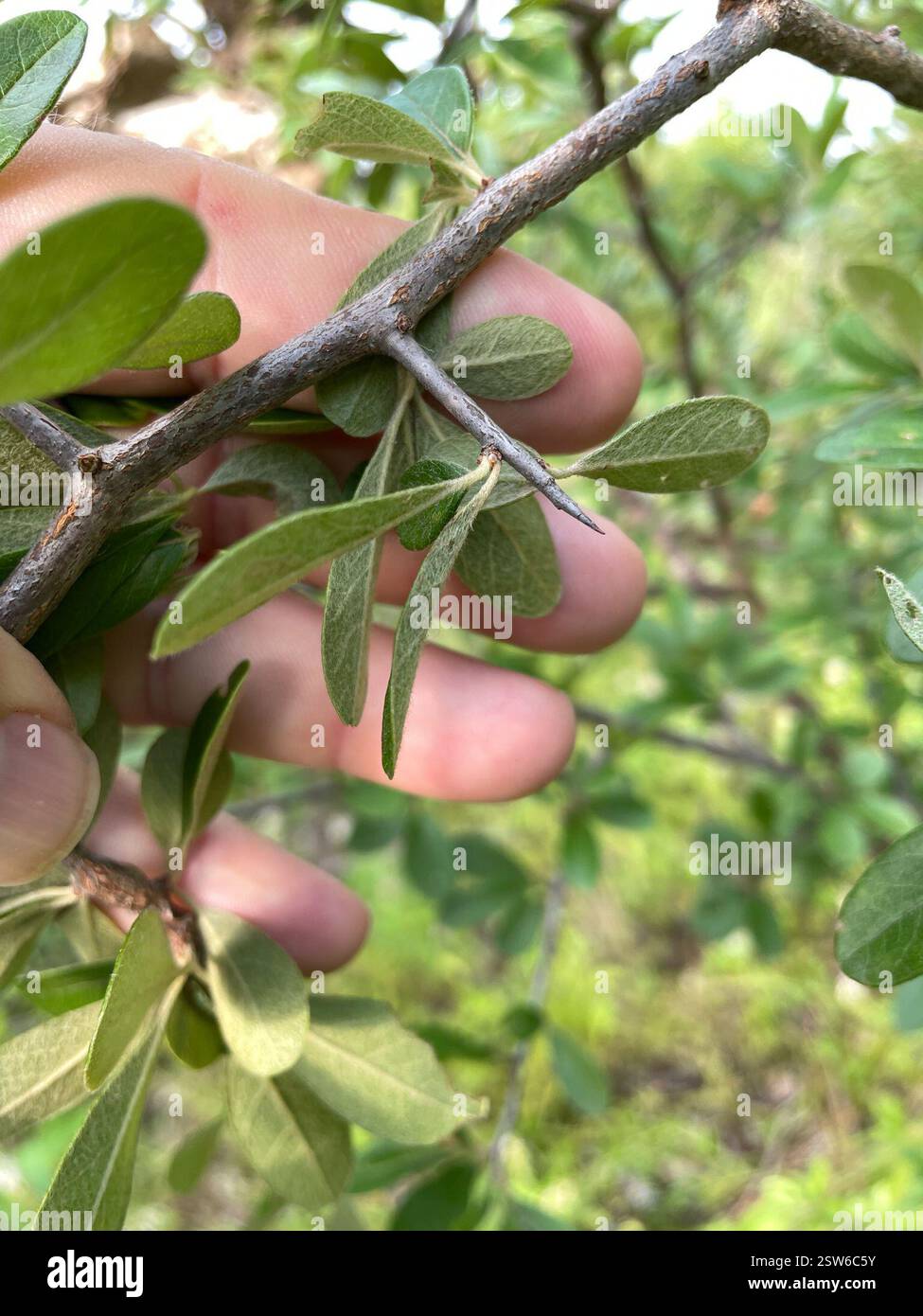 Gum bumelia (Sideroxylon lanuginosum), Plantae, Killeen, TX, US Stock ...