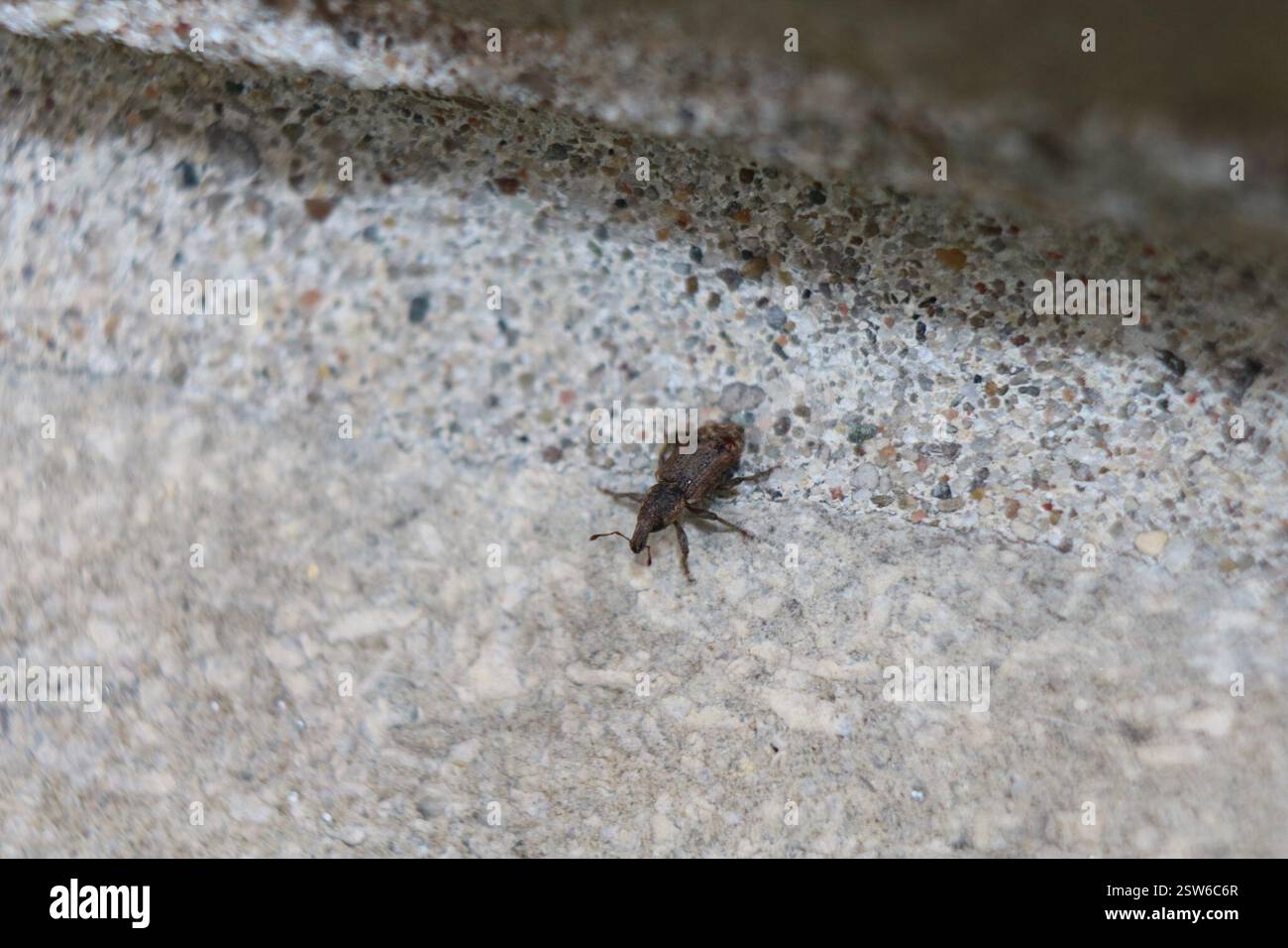 True Weevils (Curculionidae), Insecta, Medway, London, ON, Canada Stock ...