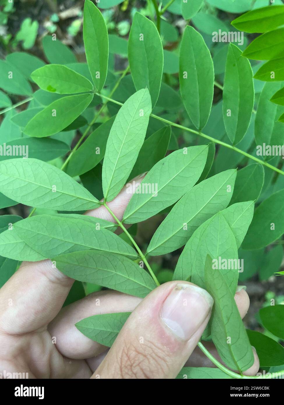 American senna (Senna hebecarpa), Plantae, North Carolina, US Stock ...