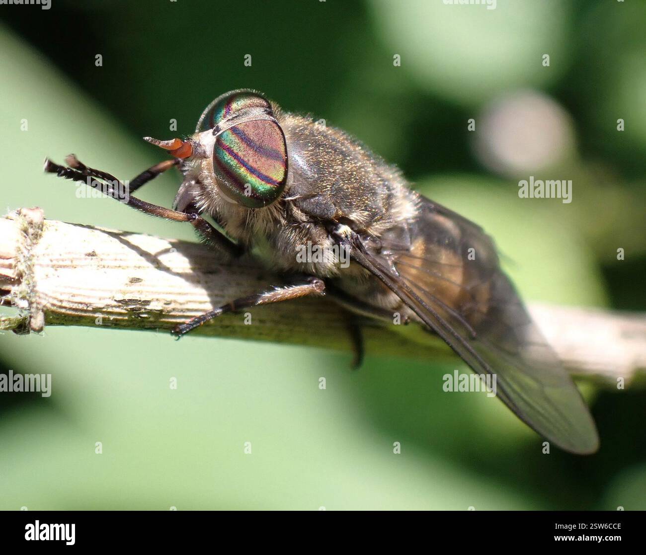 Hairy-legged Horse Fly (Hybomitra bimaculata), Insecta, Nationaal Park ...