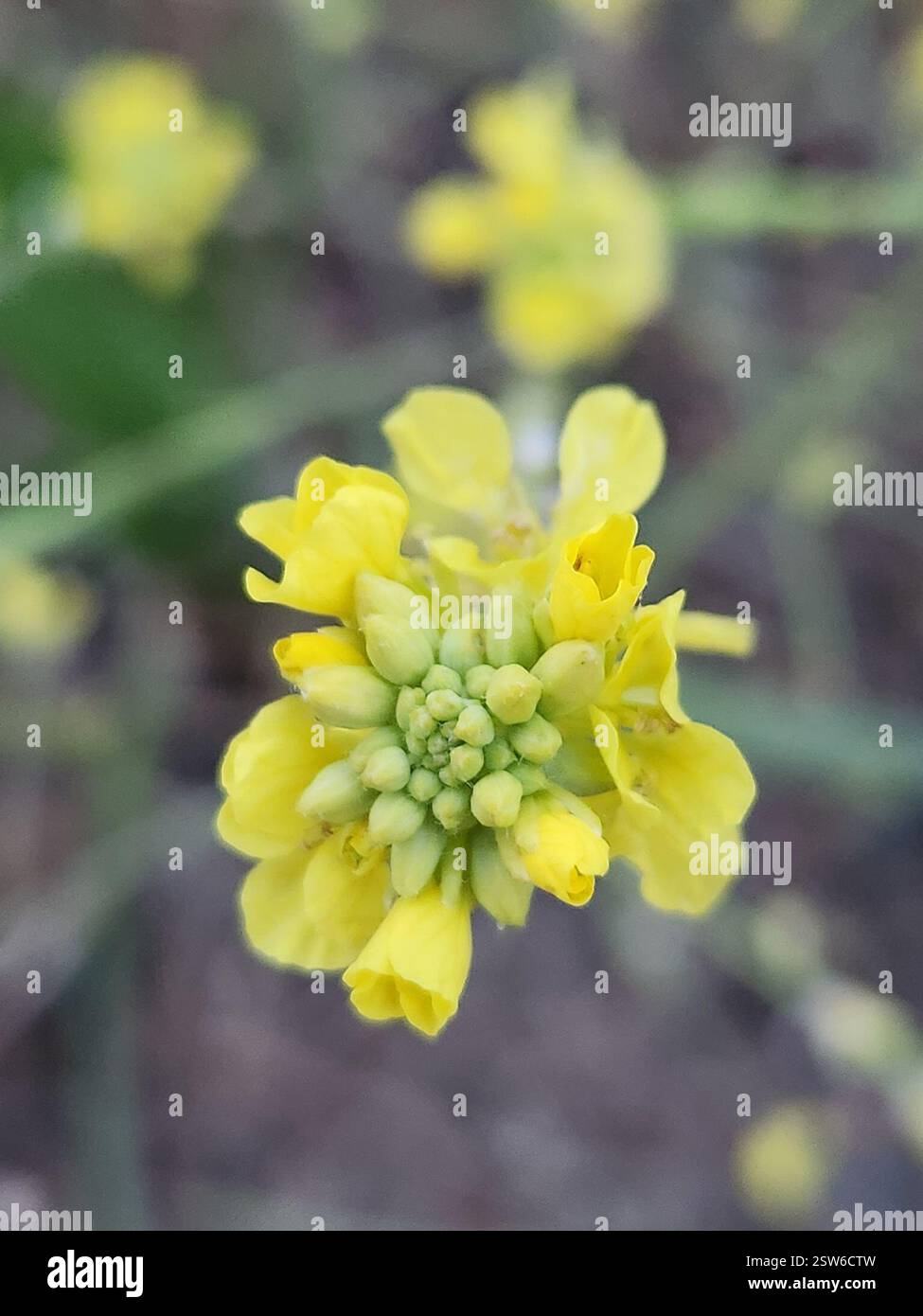 Shortpod Mustard (Hirschfeldia incana), Plantae, Cambria, CA 93428, USA Stock Photo - Alamy