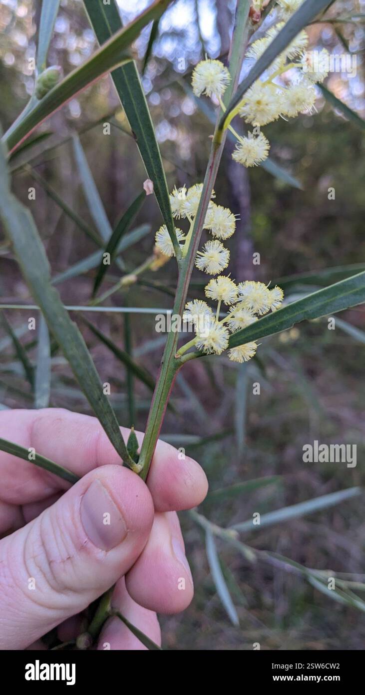 Sweet Wattle (Acacia suaveolens), Plantae, Blue Mountains, AU-NS, AU ...
