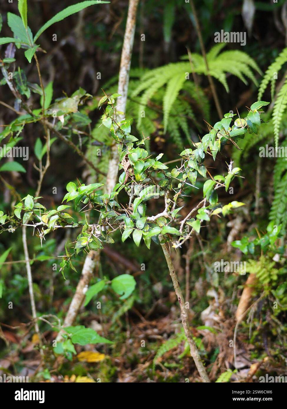 (Damnacanthus indicus), Plantae, 台灣桃園市 Stock Photo - Alamy