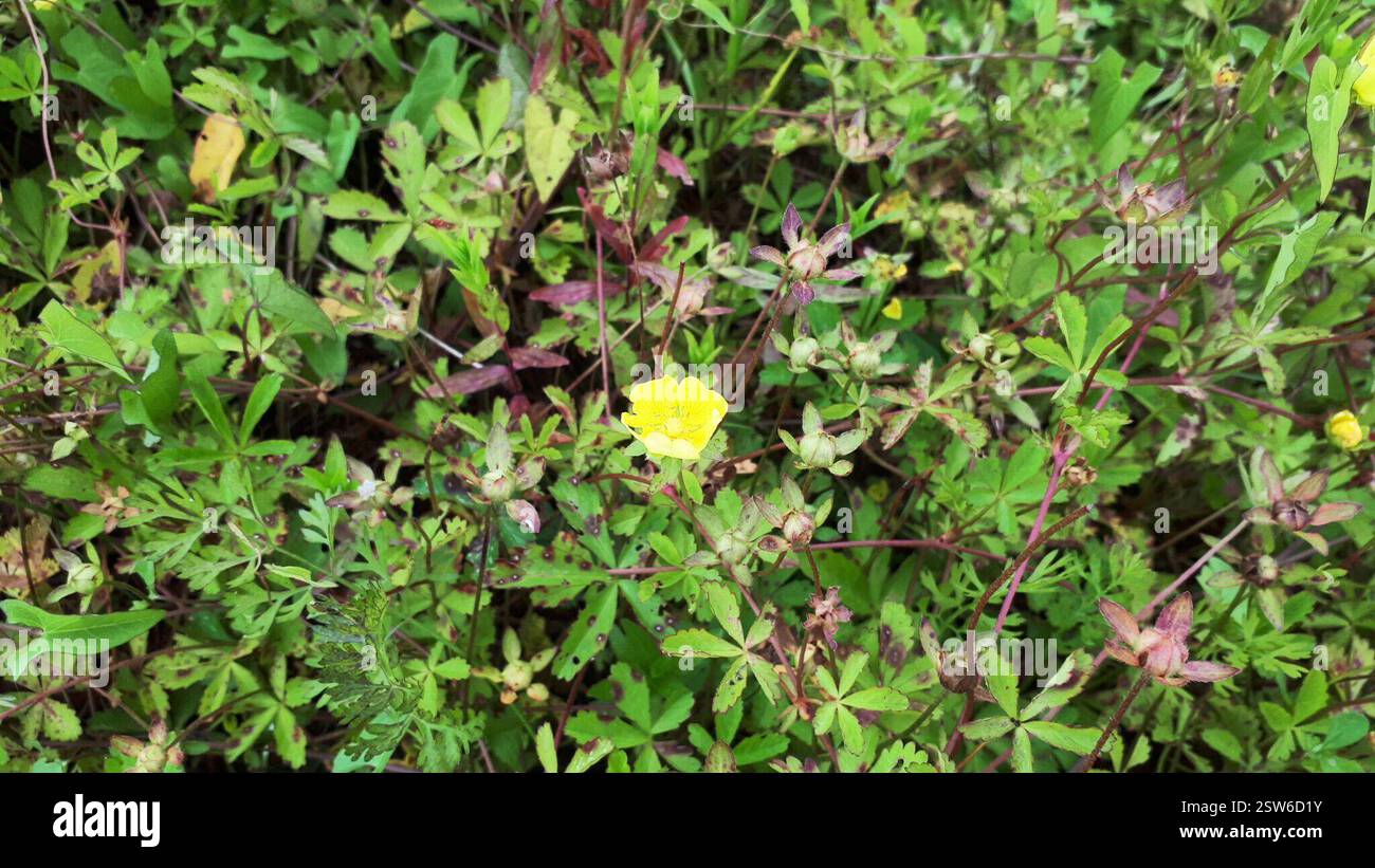 Creeping cinquefoil (Potentilla reptans), Plantae, 64370 Mesplède ...